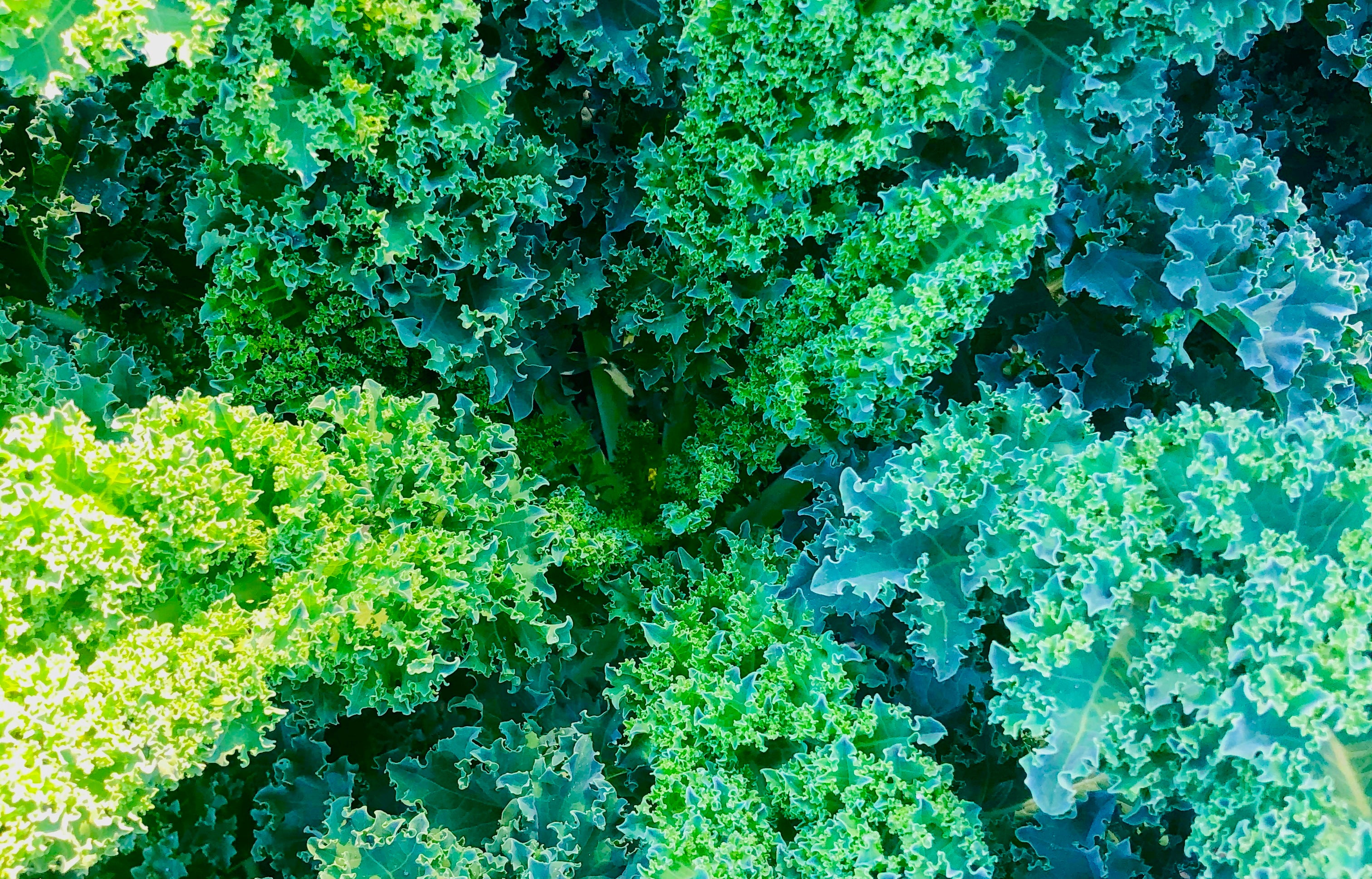 Fresh Produce – Red House Farm